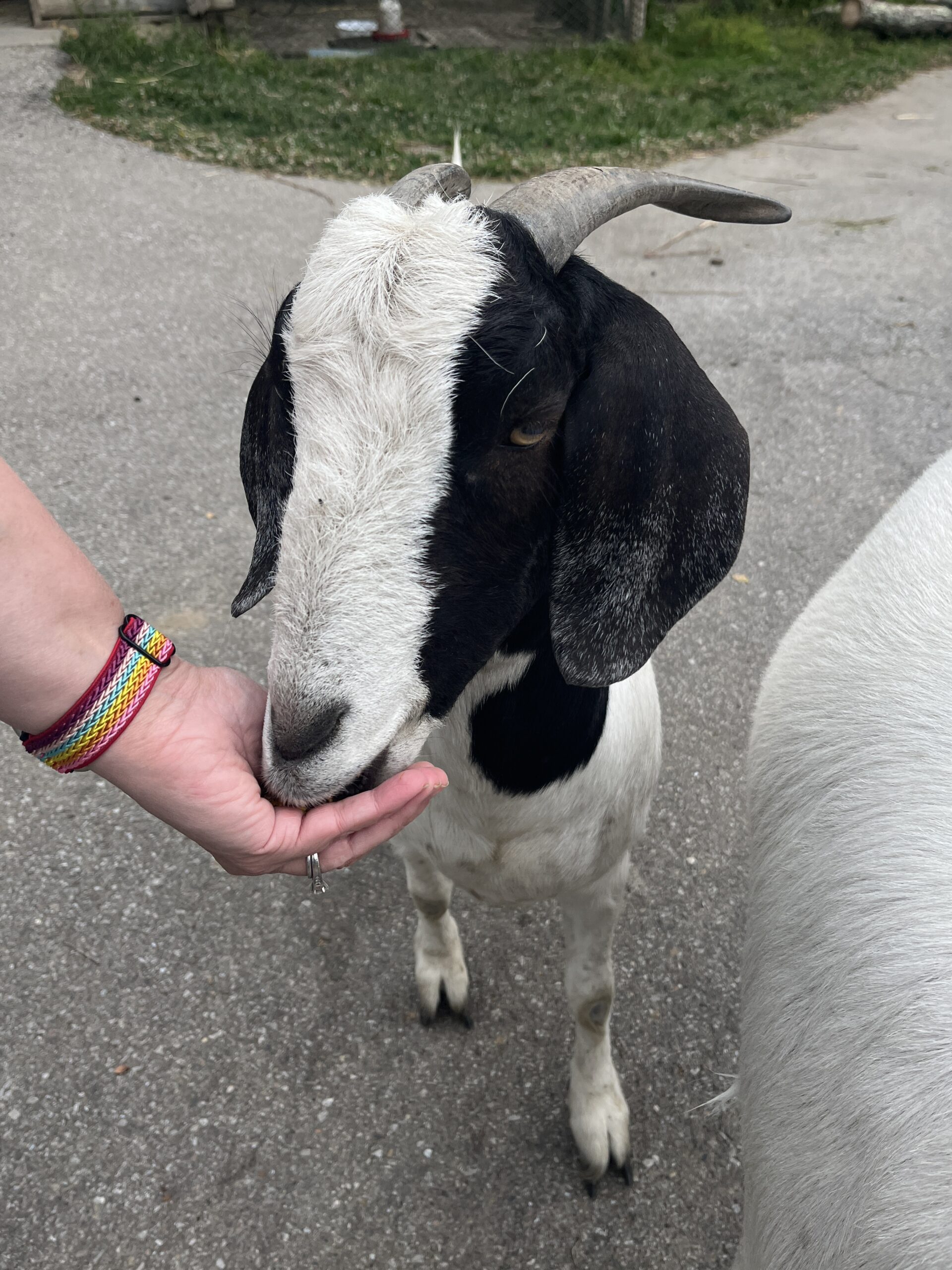 Meet the Residents! – Fitness Farm