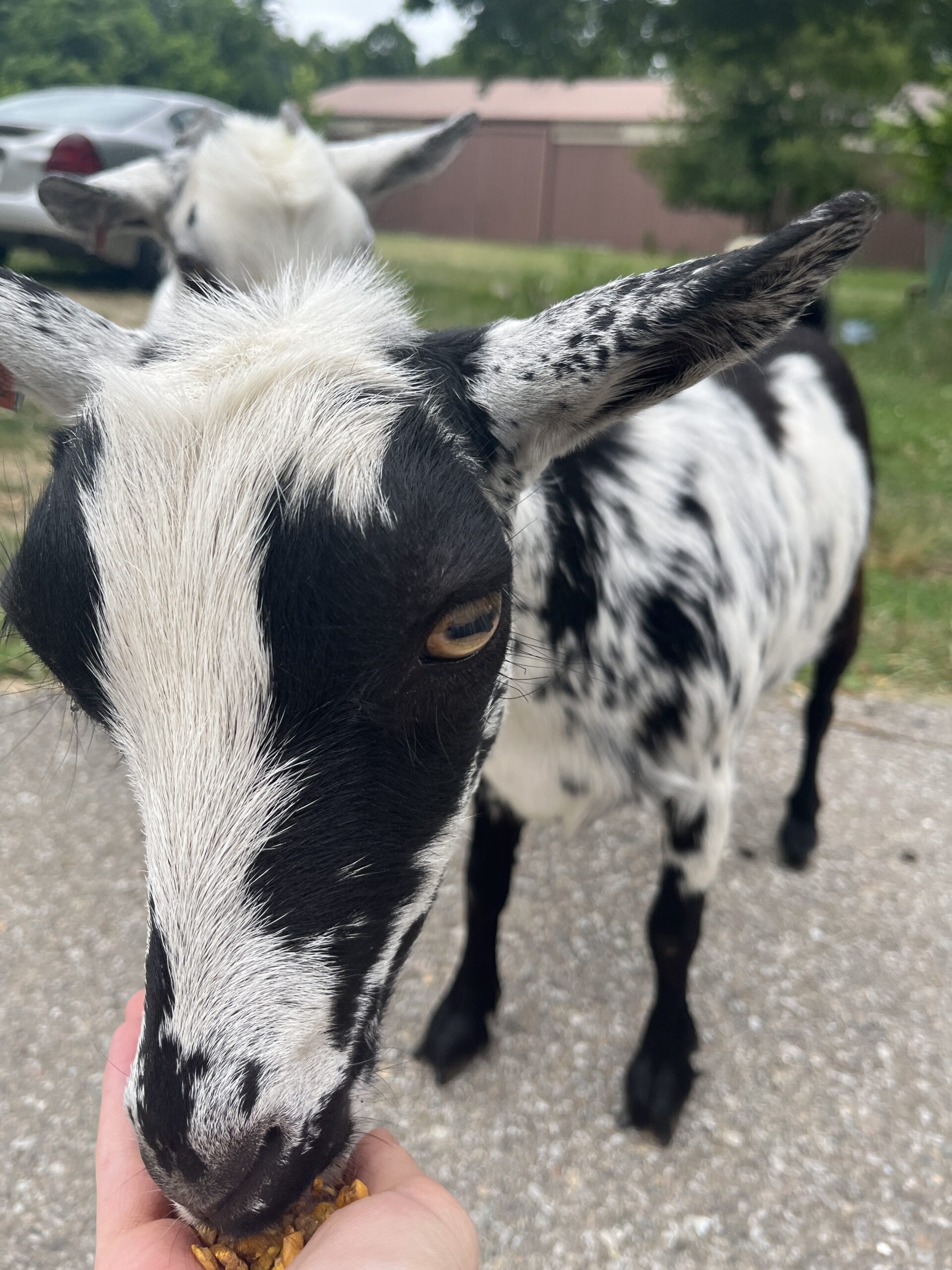 Meet the Residents! – Fitness Farm